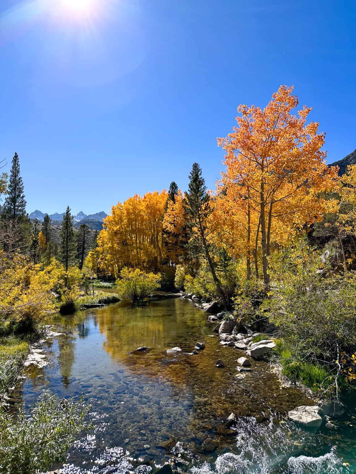 Fall foliage in the Eastern Sierras - une femme x susan blakey